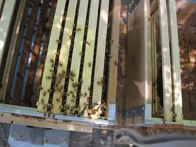 Day 10, First Inspection, All Foundationless | Beesource Beekeeping Forums